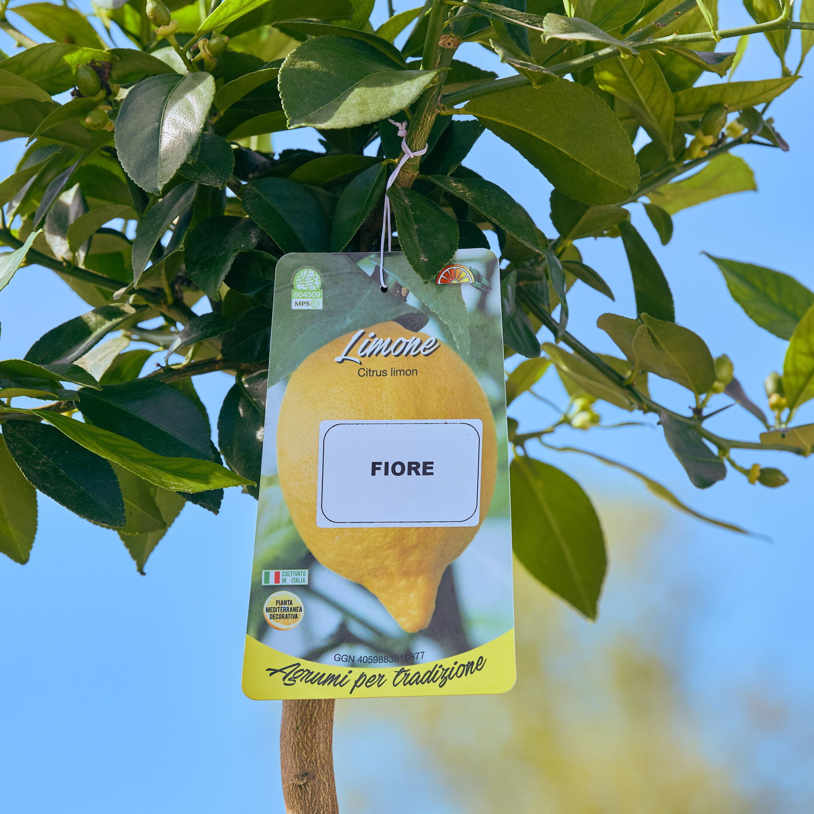 Orangen Zitrone - Citrus Limon Fiore günstig kaufen