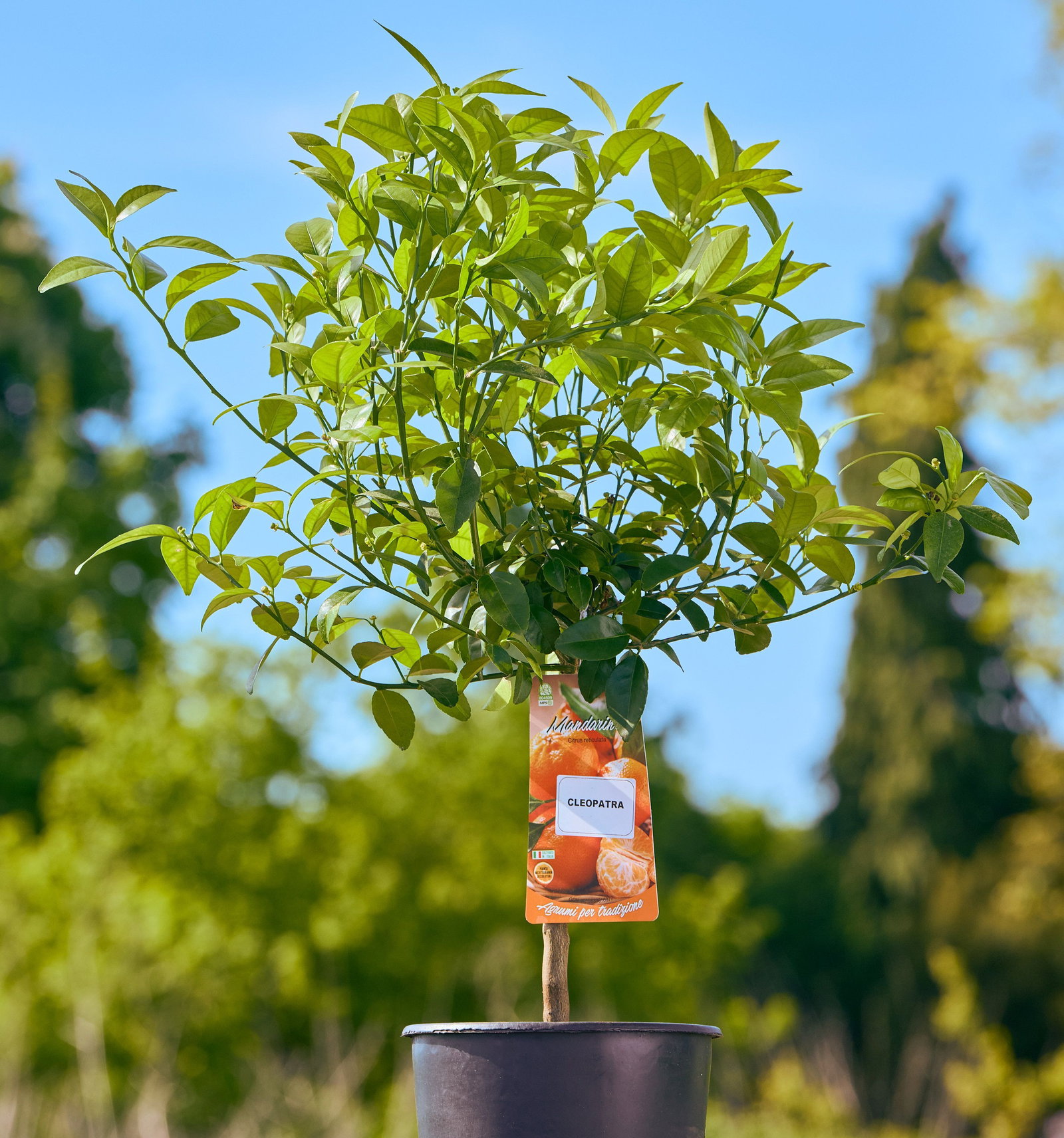 Mandarine Cleopatra - Citrus Reshni Cleopatra günstig kaufen