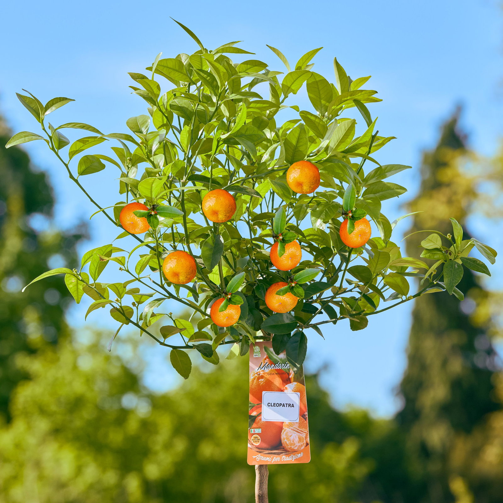 Mandarine Cleopatra - Citrus Reshni Cleopatra günstig kaufen