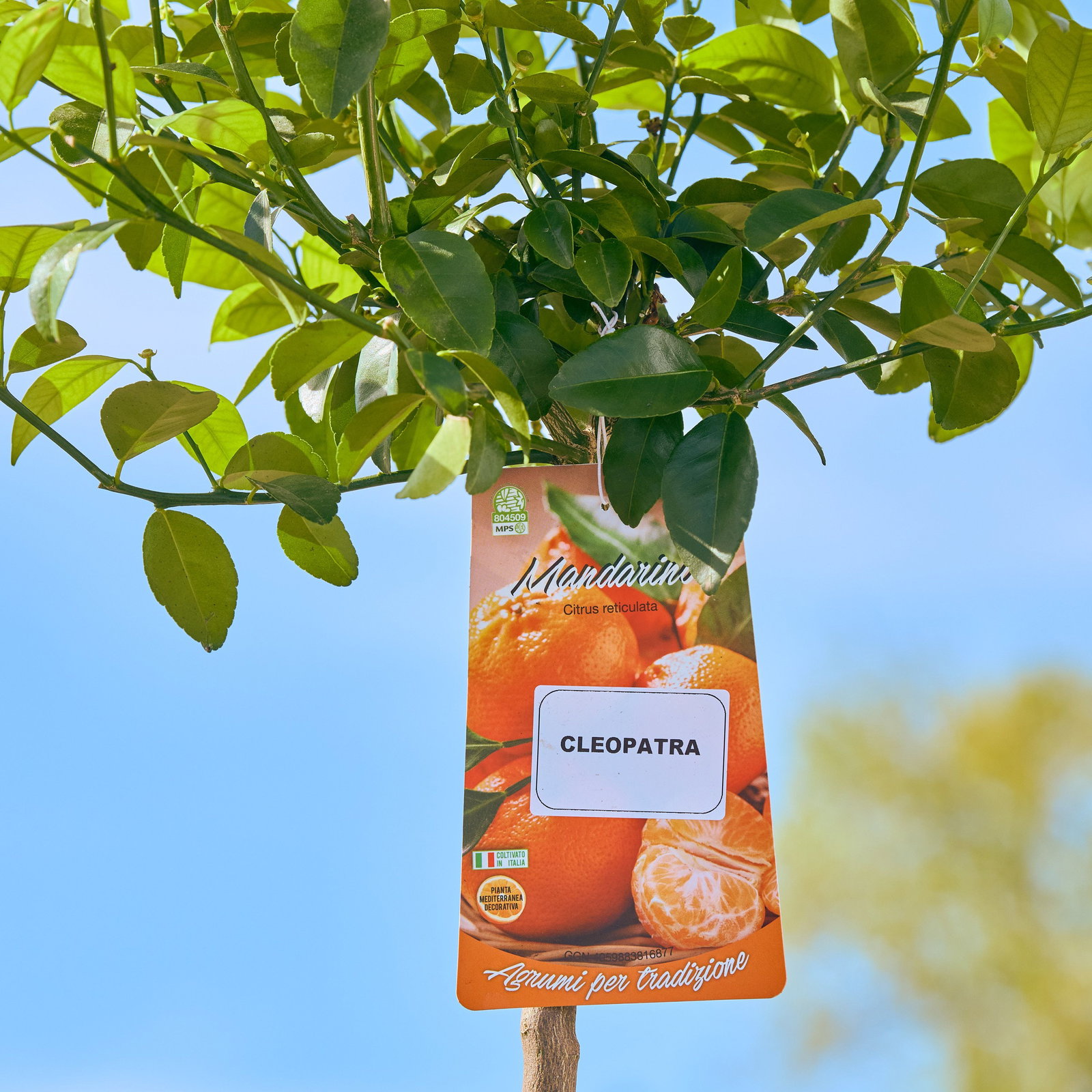 Mandarine Cleopatra - Citrus Reshni Cleopatra günstig kaufen
