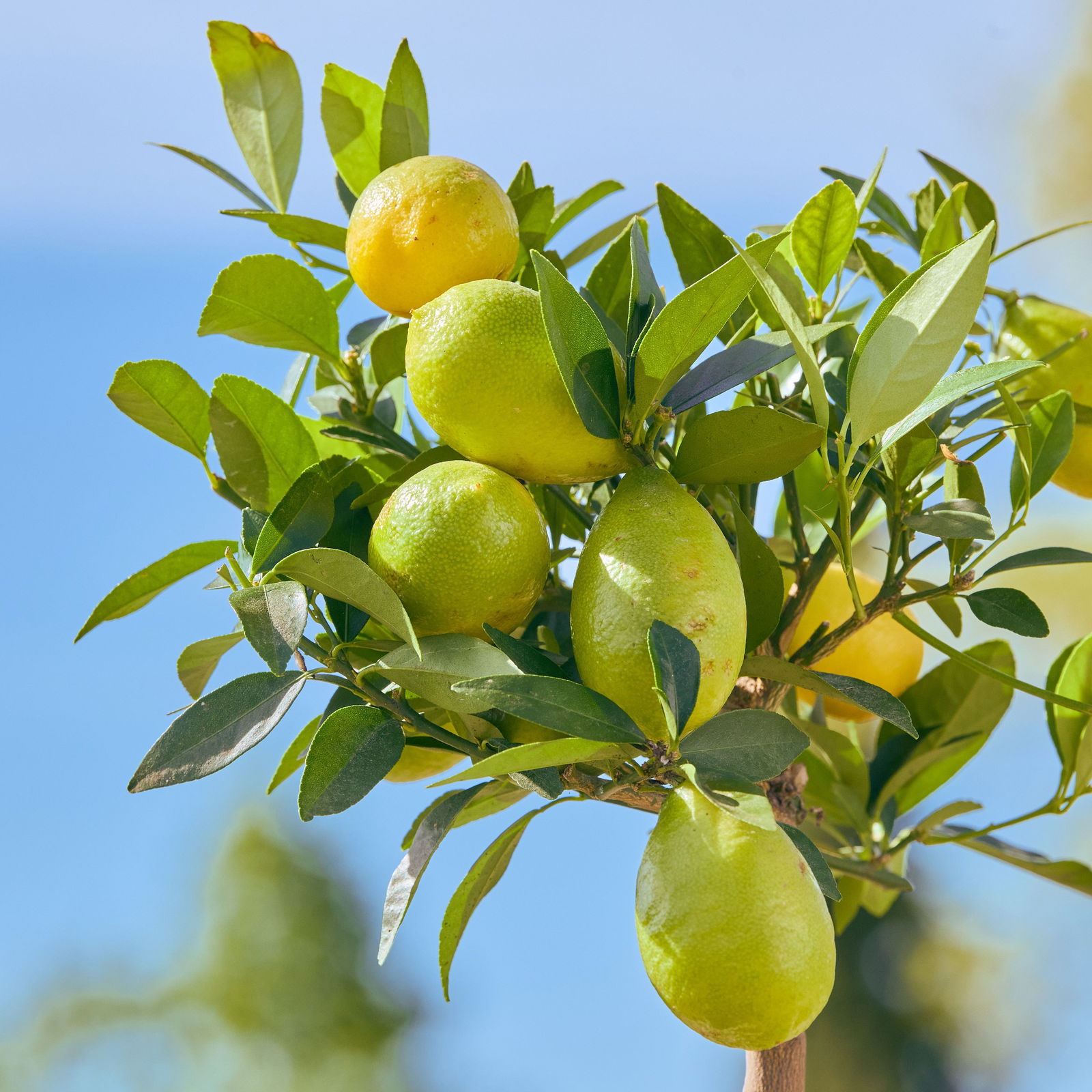 Limequat - Limequat Citrus × floridana günstig kaufen