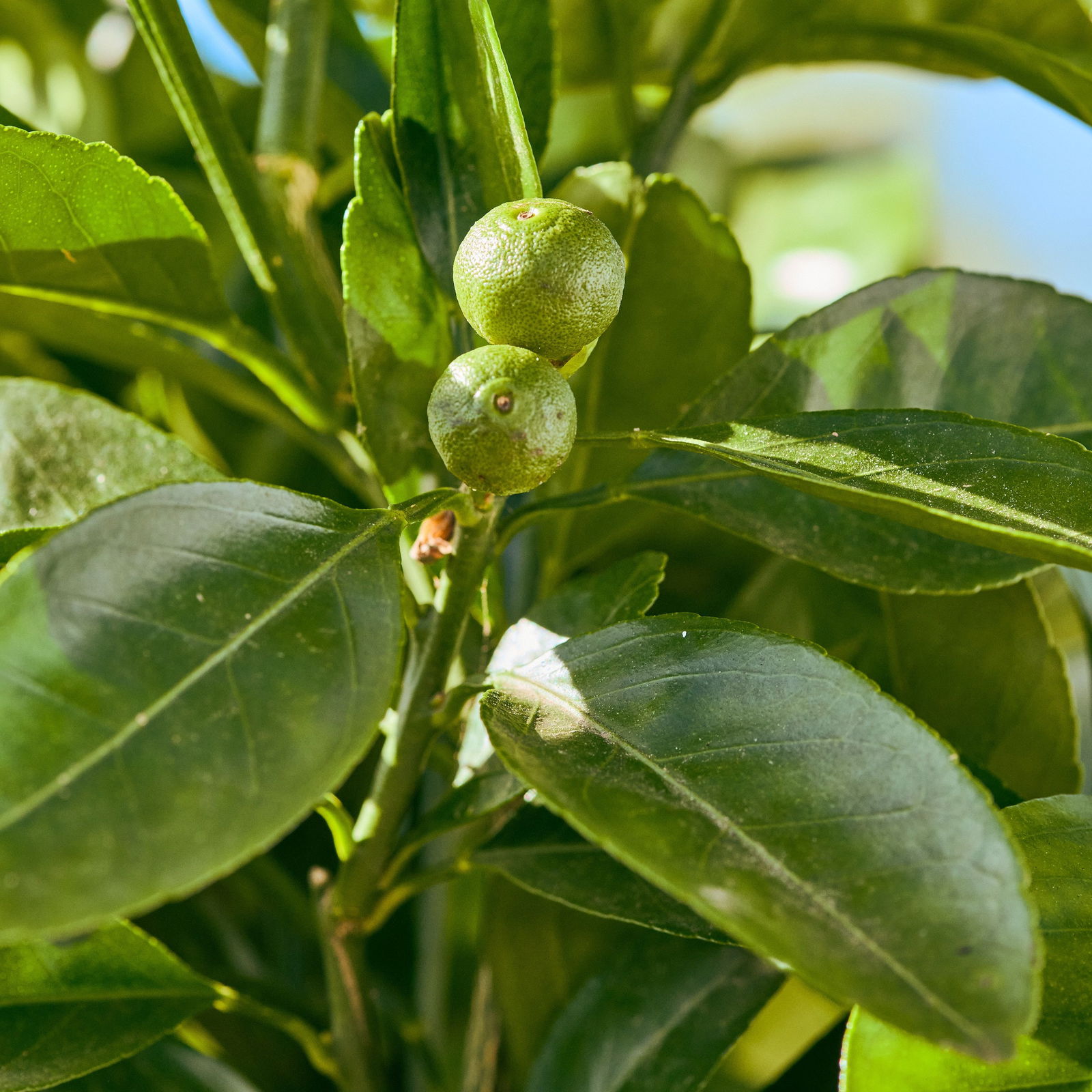 Mandarine Satsuma - Satsuma Citrus unshiu günstig kaufen
