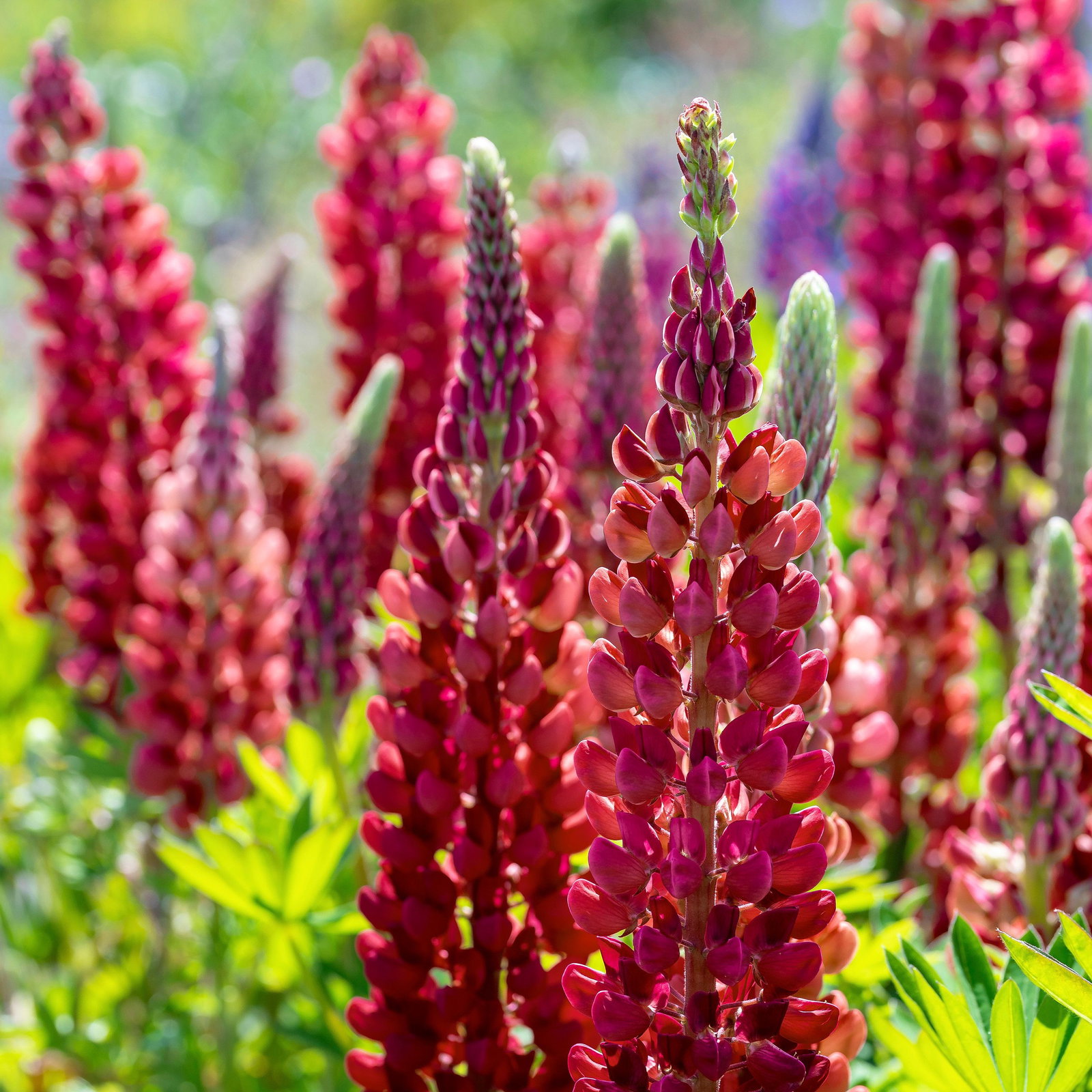 Lupine Red Shades - Lupinus polyphyllus Red Shades günstig kaufen
