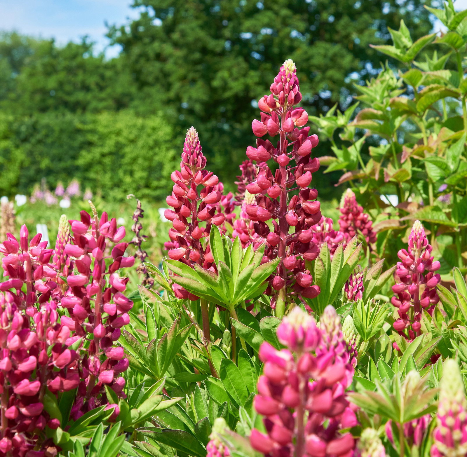 Lupine Red Shades - Lupinus polyphyllus Red Shades günstig kaufen