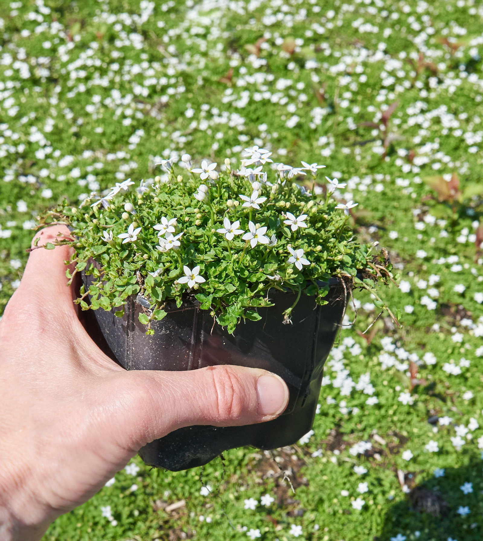 Garten-Scheinlobelie White Star - Isotoma axillaris White Star günstig ...