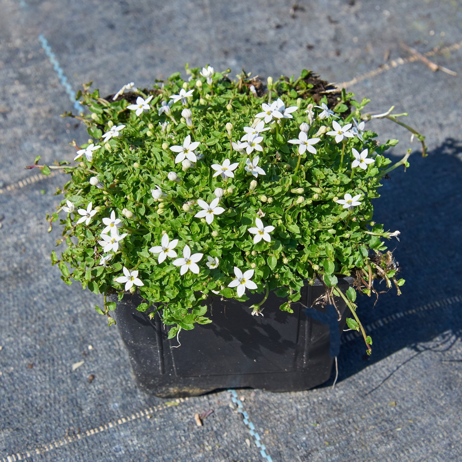 Garten-Scheinlobelie White Star - Isotoma axillaris White Star günstig ...