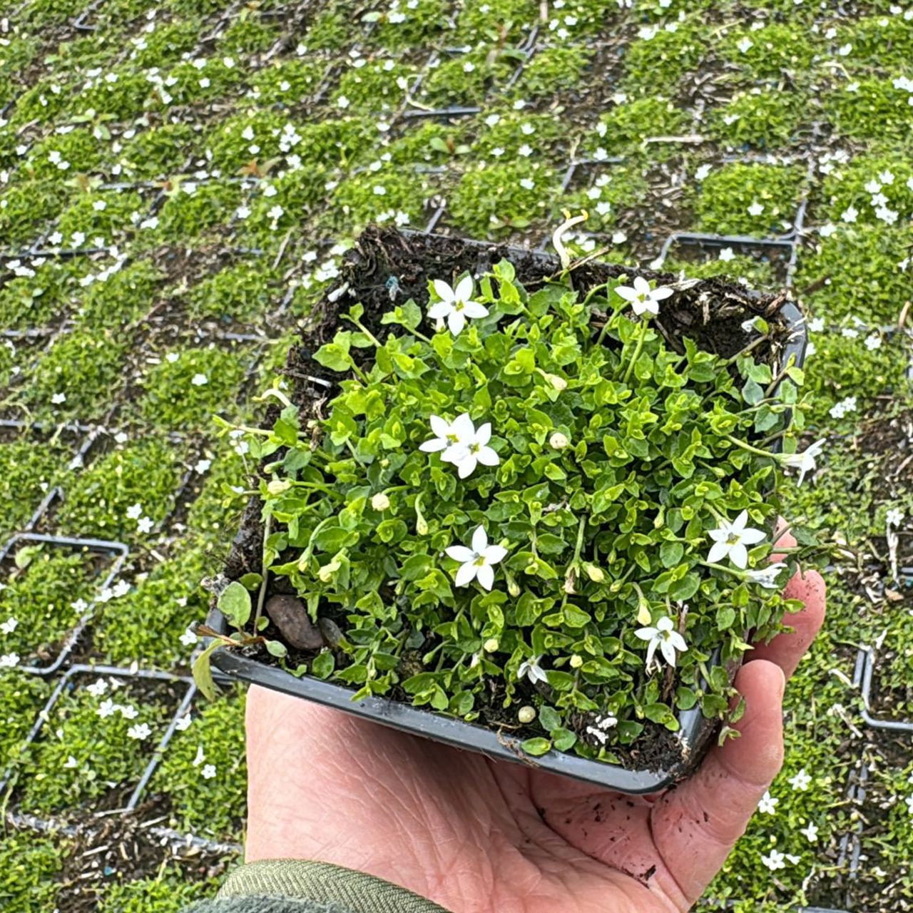 Garten-Scheinlobelie White Star - Isotoma axillaris White Star günstig ...