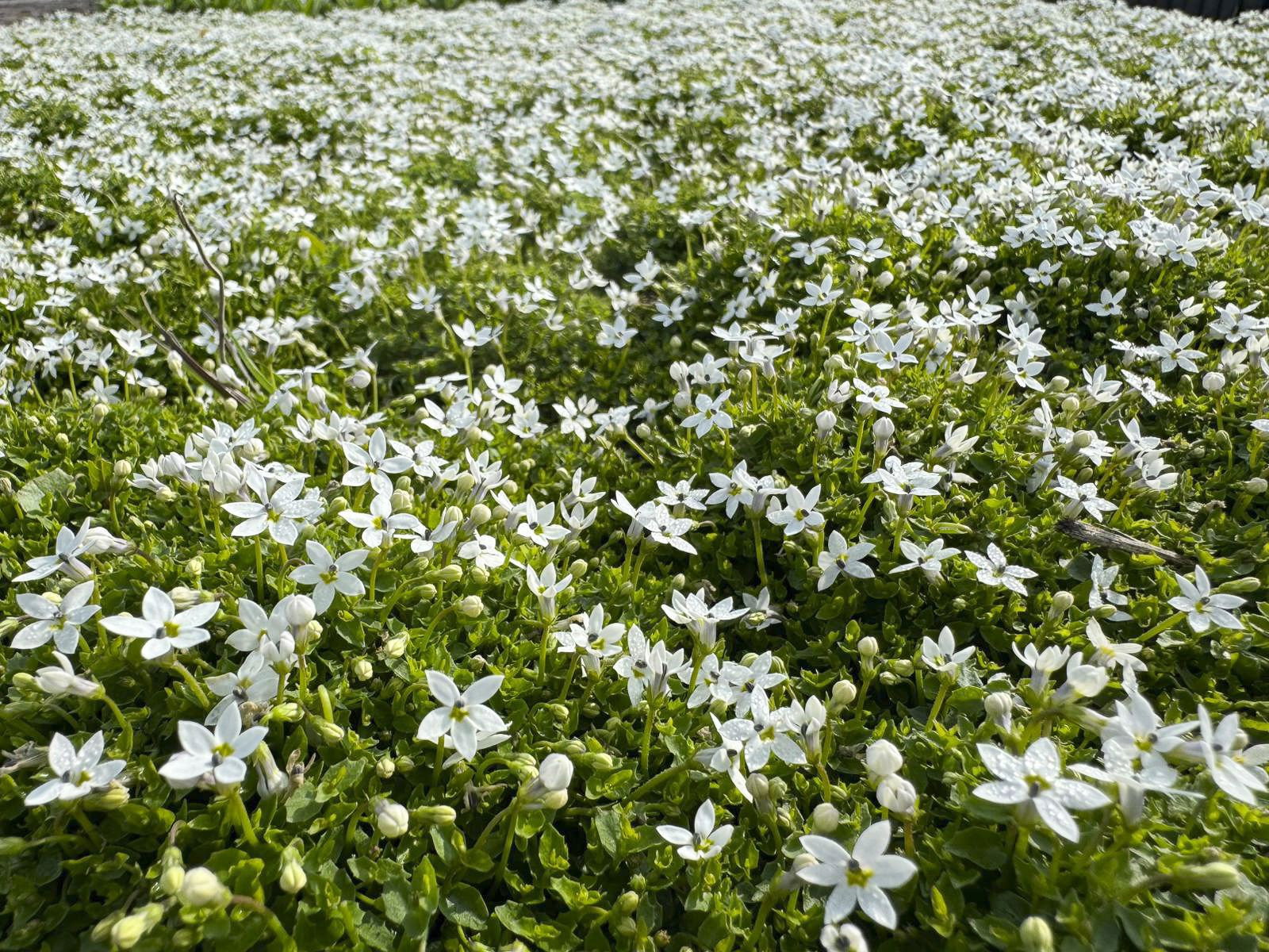 Garten-Scheinlobelie White Star - Isotoma axillaris White Star günstig ...