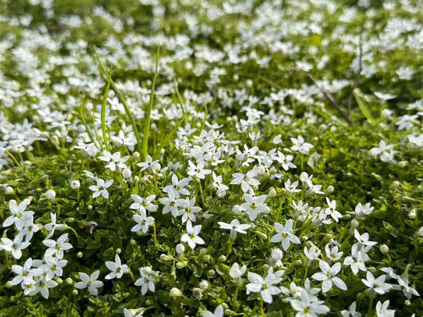 Garten-Scheinlobelie White Star - Isotoma axillaris White Star günstig ...