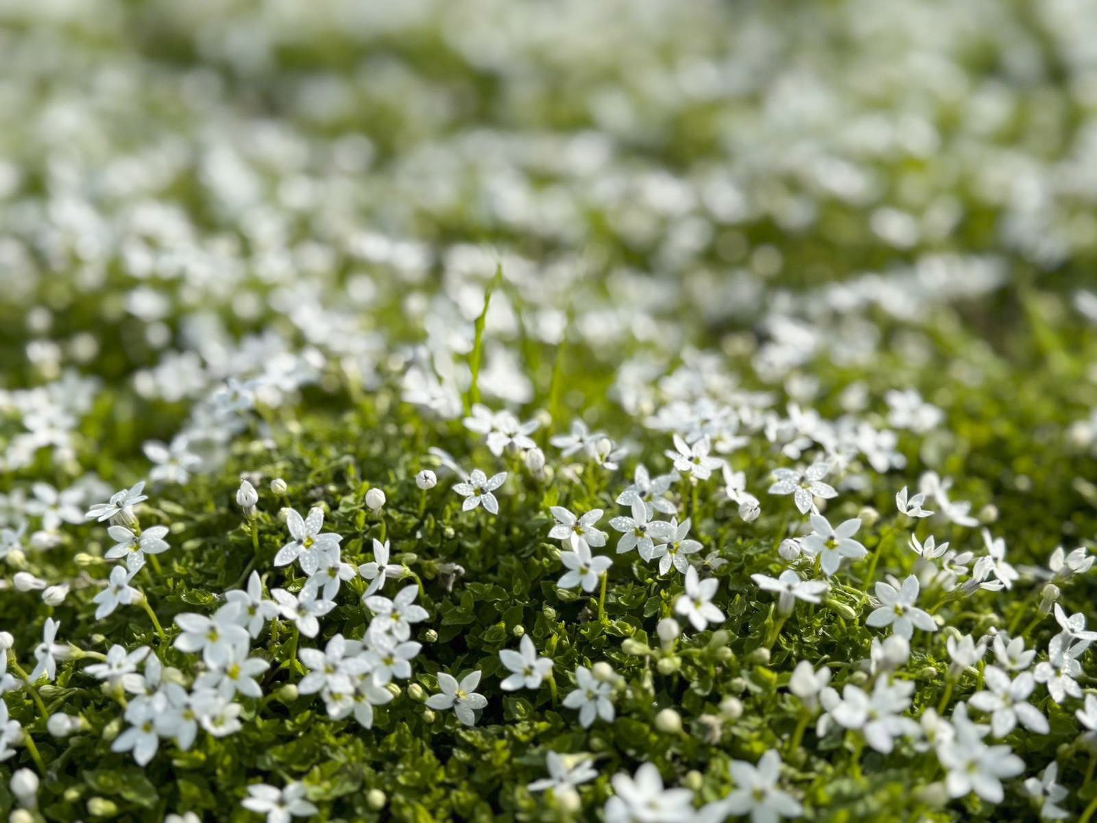 Garten-Scheinlobelie White Star - Isotoma axillaris White Star günstig ...