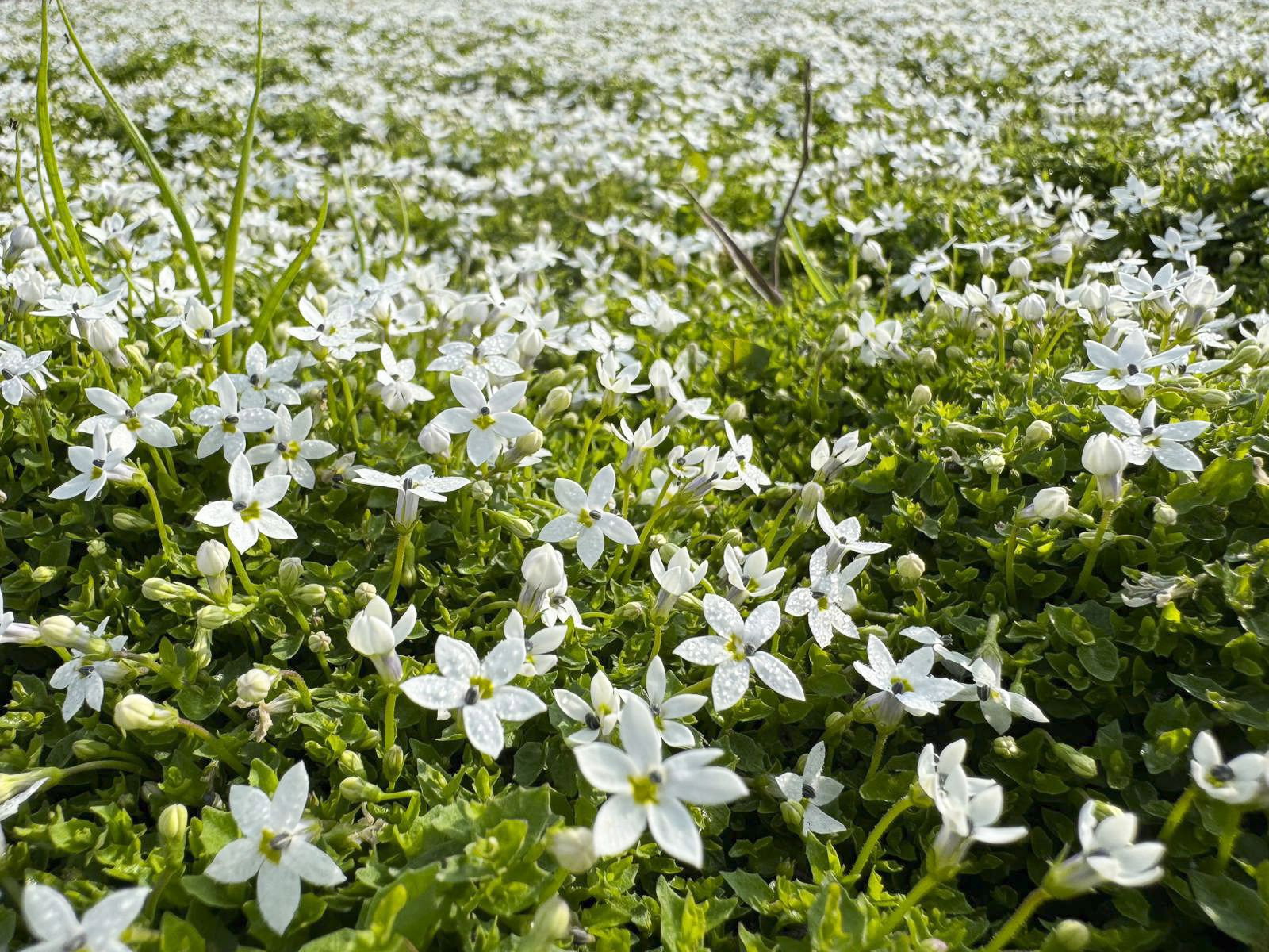 Garten-Scheinlobelie White Star - Isotoma axillaris White Star günstig ...