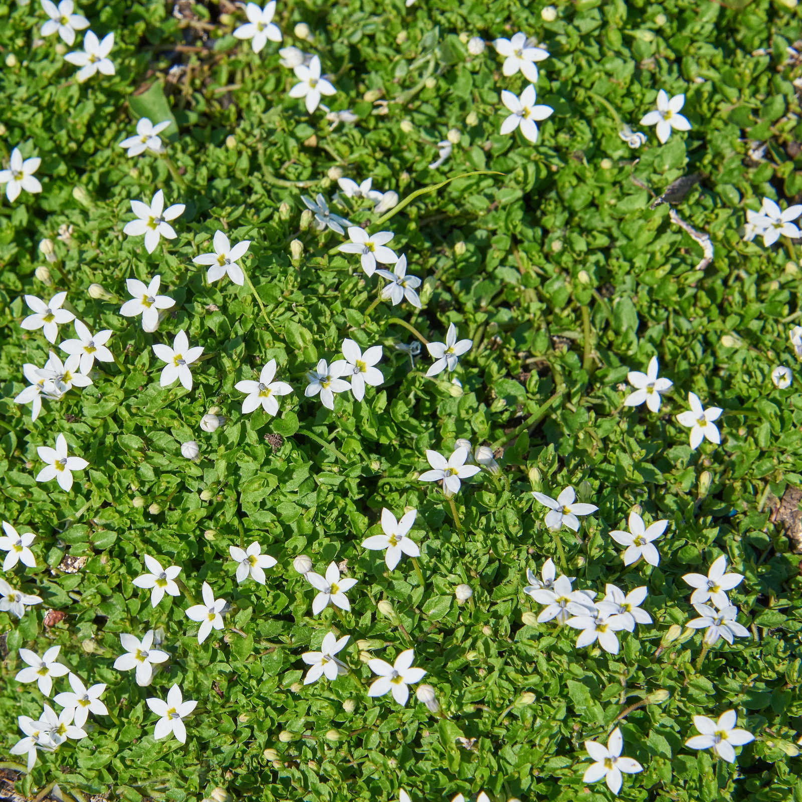 Garten-Scheinlobelie White Star - Isotoma axillaris White Star günstig ...