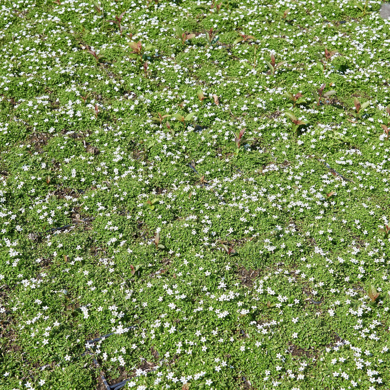 Garten-Scheinlobelie White Star - Isotoma axillaris White Star günstig ...