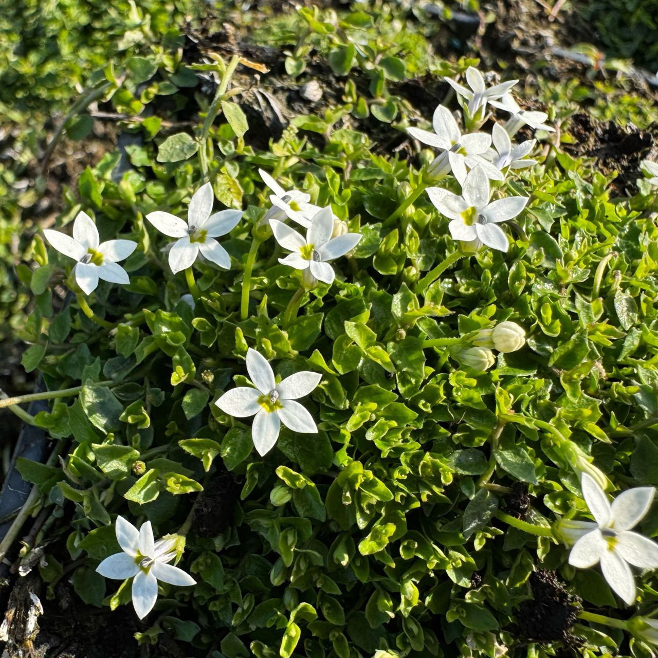 Garten-Scheinlobelie White Star - Isotoma axillaris White Star günstig ...