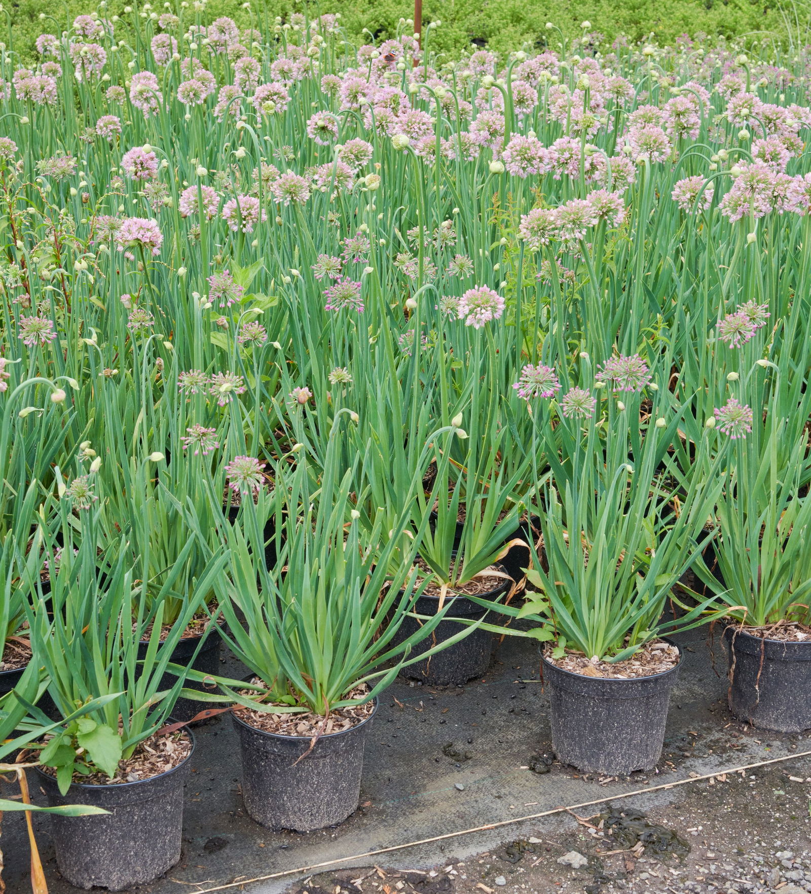 Berglauch Lavender Bubbles - Allium senescens Lavender Bubbles günstig ...