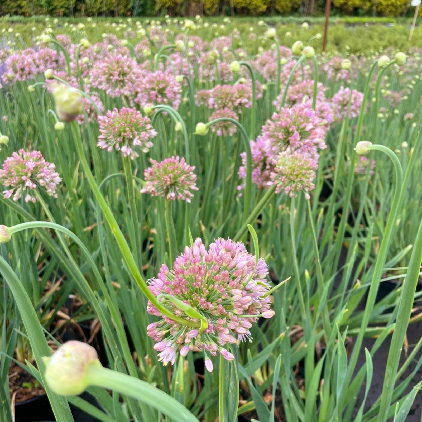 Berglauch Lavender Bubbles - Allium senescens Lavender Bubbles günstig ...