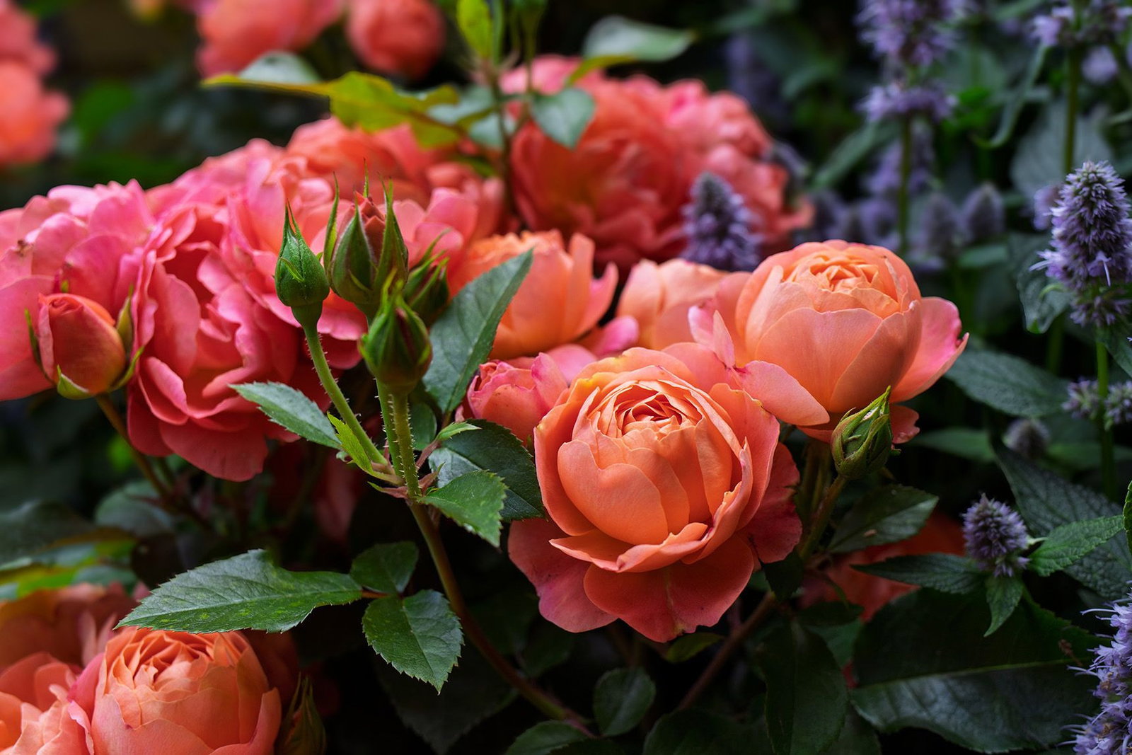 Rose Amber Bay - Rosa Amber Bay günstig kaufen