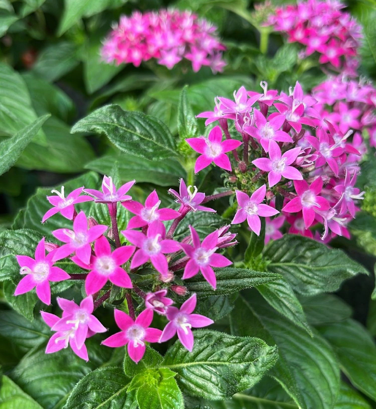 Sternblumen Graffiti - Pentas lanceolata Graffiti günstig kaufen