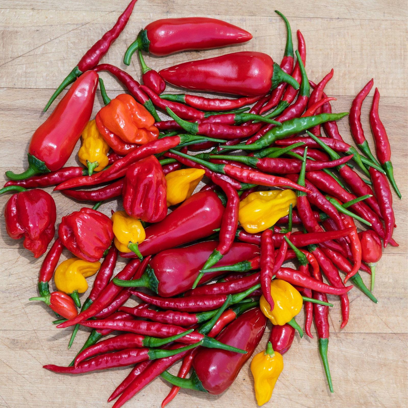 Chili-Paprika Mix - Kiepenkerl Capsicum annuum Mix günstig kaufen