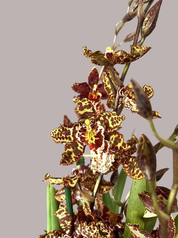 Cambria-Orchidee - Cambria-Orchidee günstig kaufen