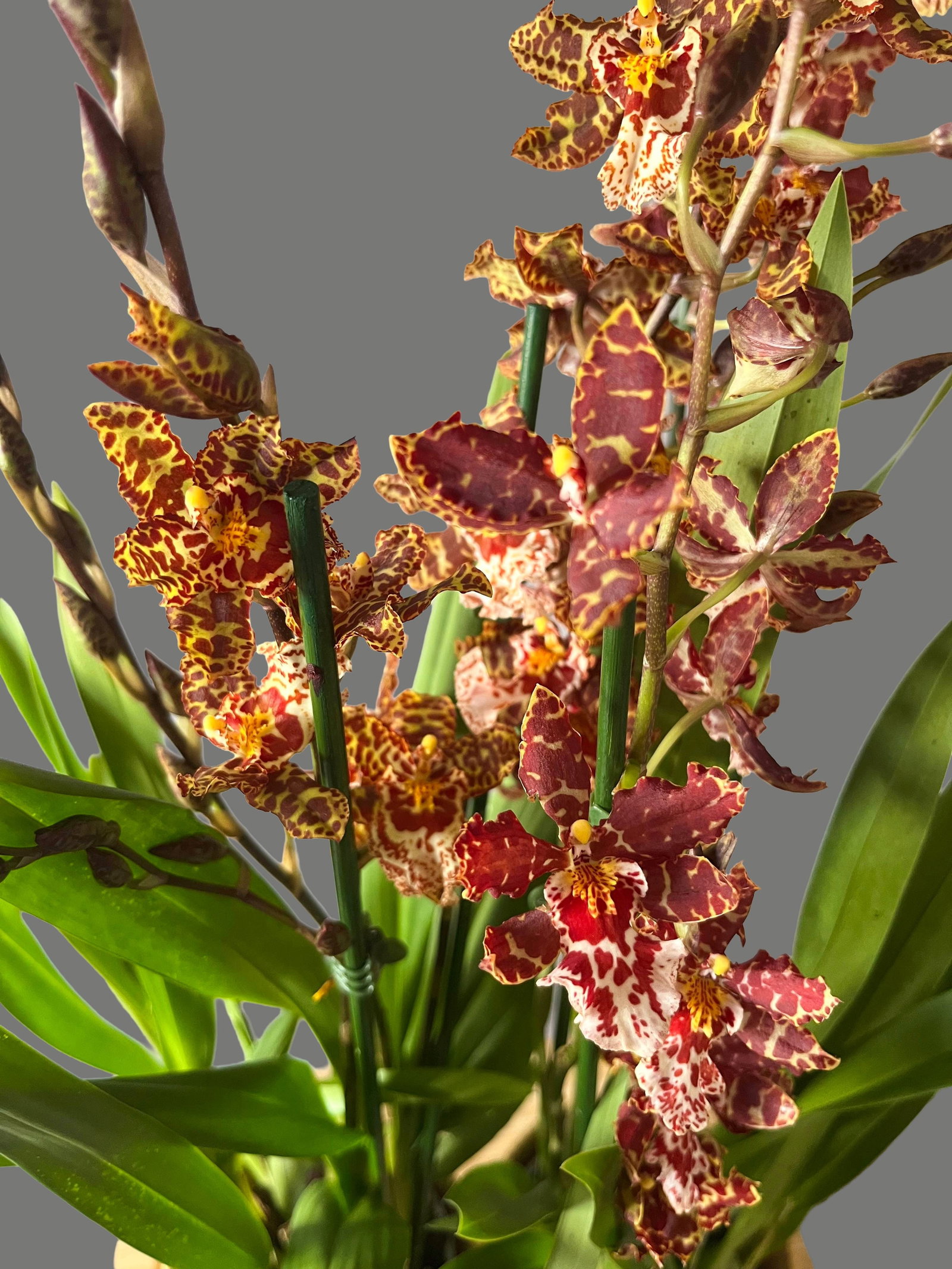 Cambria-Orchidee - Cambria-Orchidee günstig kaufen