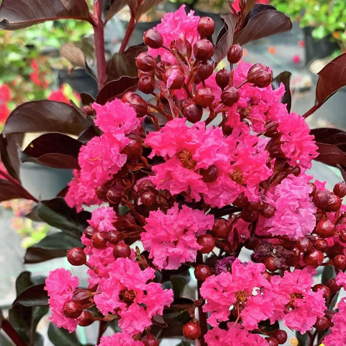 IndianerFlieder® Twilight Magic - Lagerstroemia indica Twilight Magic ...
