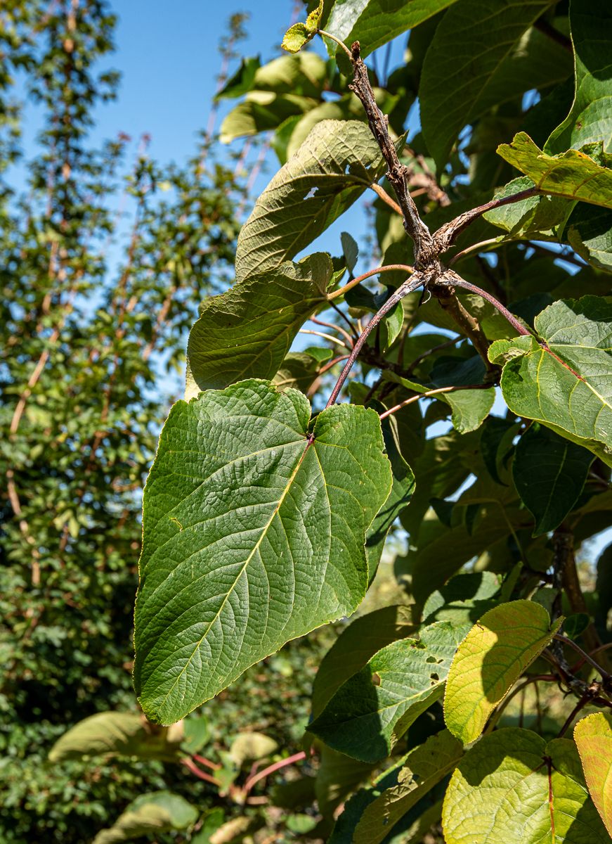 Großblattpappel - Populus lasiocarpa günstig kaufen
