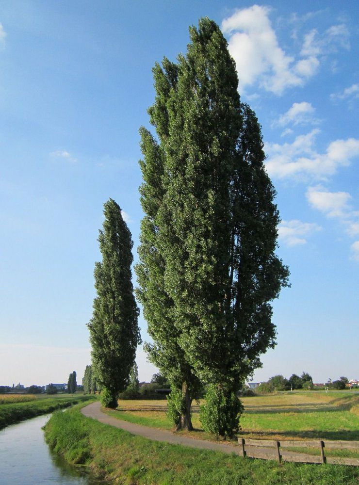 Pyramidenpappel - Populus nigra Italica günstig kaufen