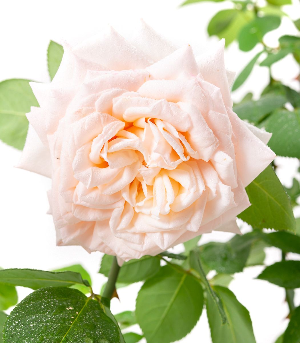 Edelrose Courage - Rosa Courage günstig kaufen