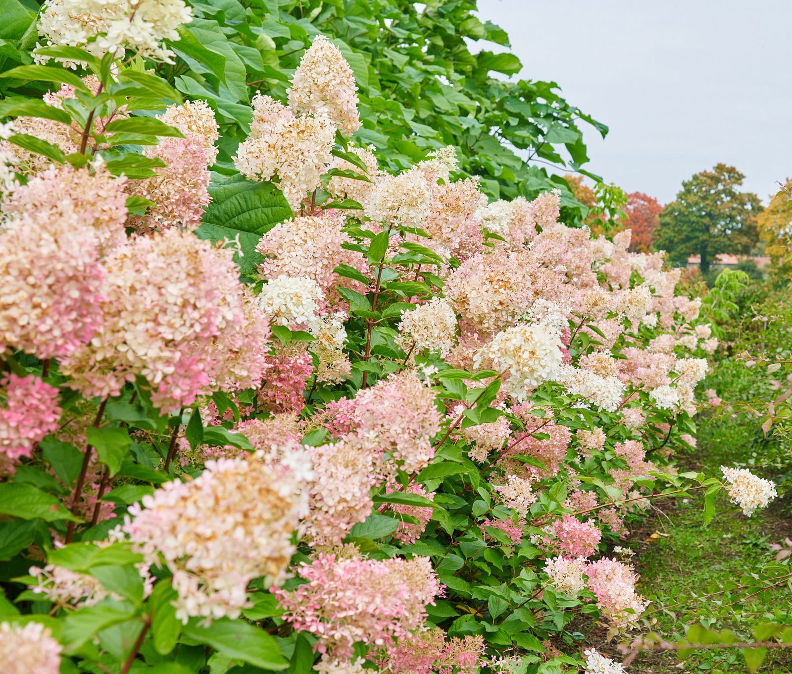 Rispenhortensie Vanille Fraise® - Hydrangea paniculata Vanille Fraise ...