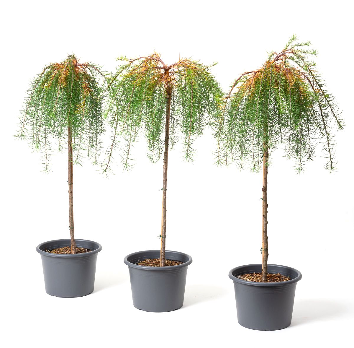 Larix kaempferi Stiff Weeper - Japanische Hänge-Lärche | jetzt günstig ...