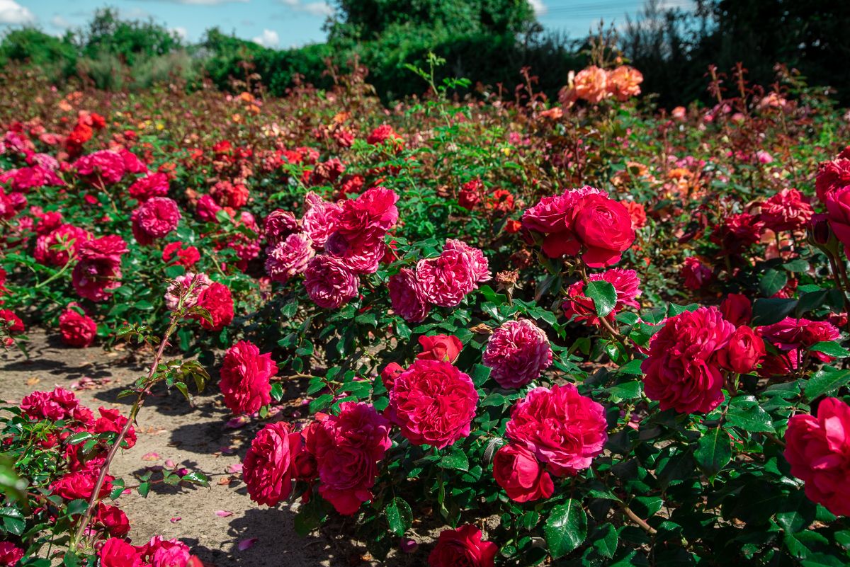 Rose Red Leonardo da Vinci ® - Rosa Red Leonardo da Vinci günstig kaufen