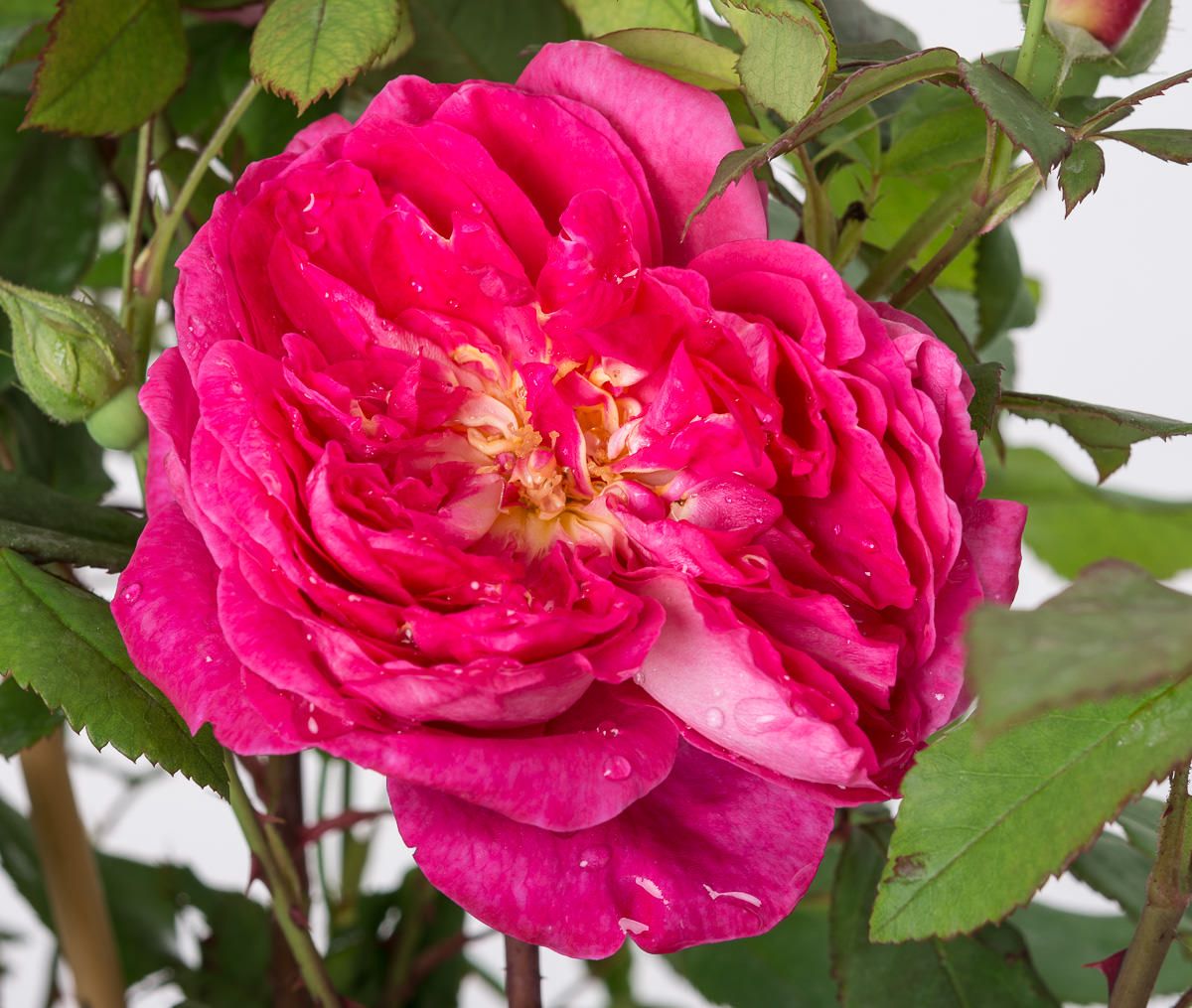 Rose Benjamin Britten® - Rosa Benjamin Britten® günstig kaufen