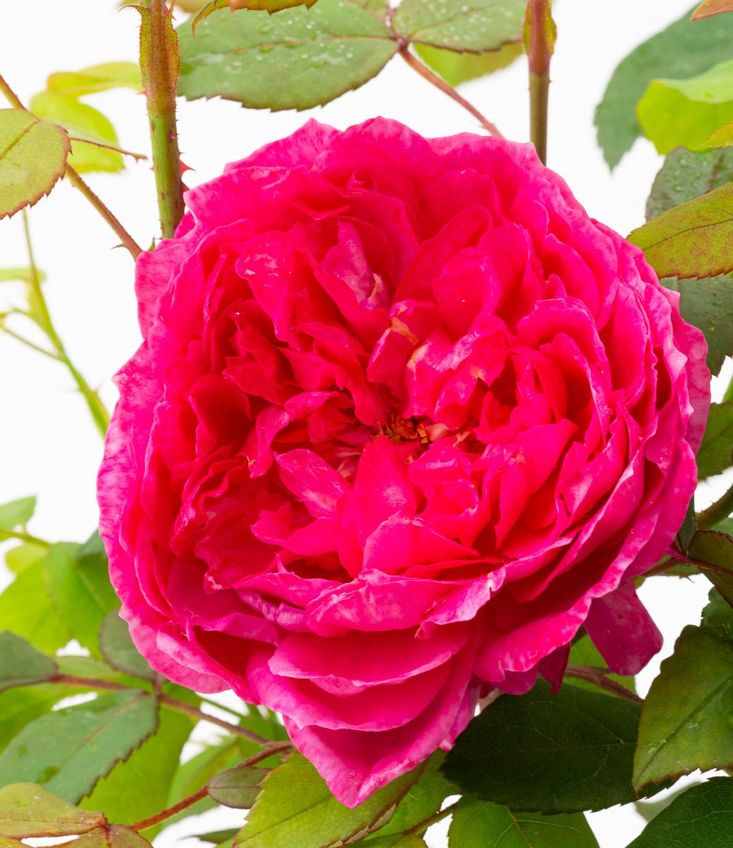 Rose Benjamin Britten ® - Rosa Benjamin Britten ® günstig kaufen