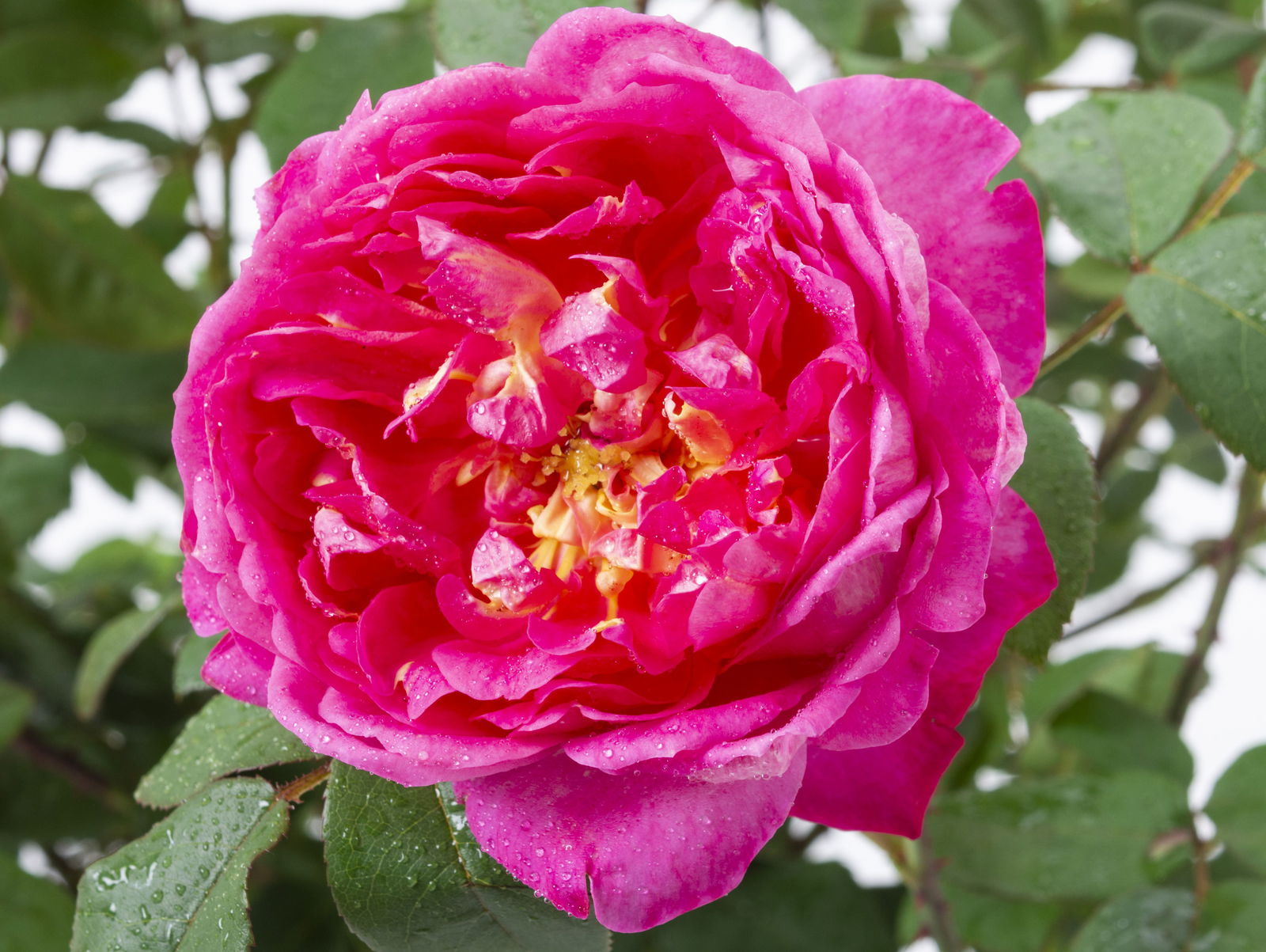 Rose Benjamin Britten ® - Rosa Benjamin Britten ® günstig kaufen