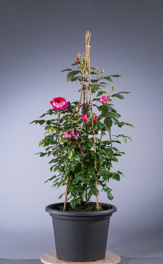 Rose Benjamin Britten ® - Rosa Benjamin Britten ® günstig kaufen