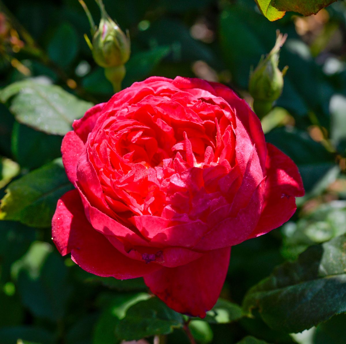 Rose Benjamin Britten ® - Rosa Benjamin Britten ® günstig kaufen