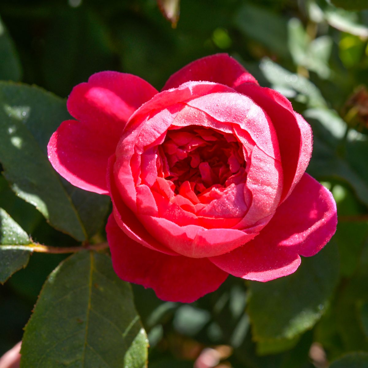 Rose Benjamin Britten® - Rosa Benjamin Britten® günstig kaufen