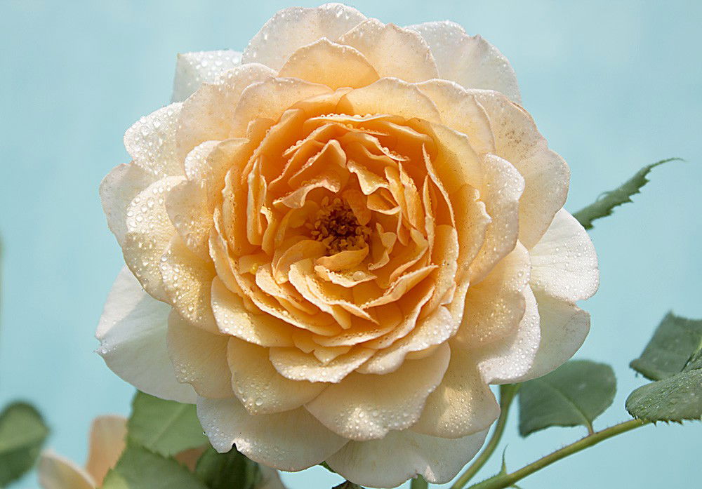 Rose Grace - Rosa Grace günstig kaufen