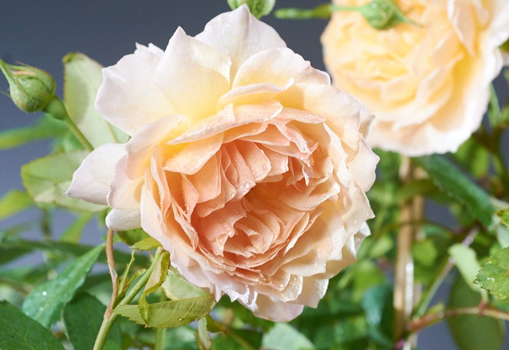 Rose Grace - Rosa Grace günstig kaufen