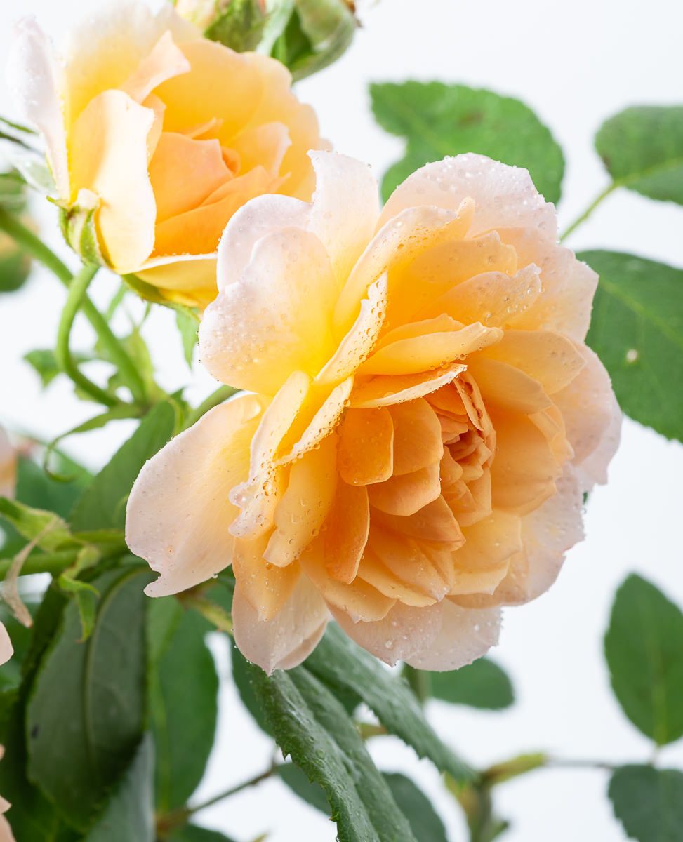 Rose Grace - Rosa Grace günstig kaufen