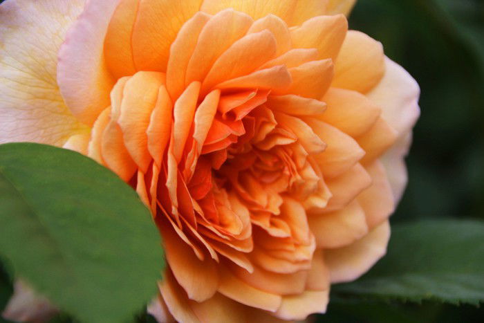 Rose Grace - Rosa Grace günstig kaufen