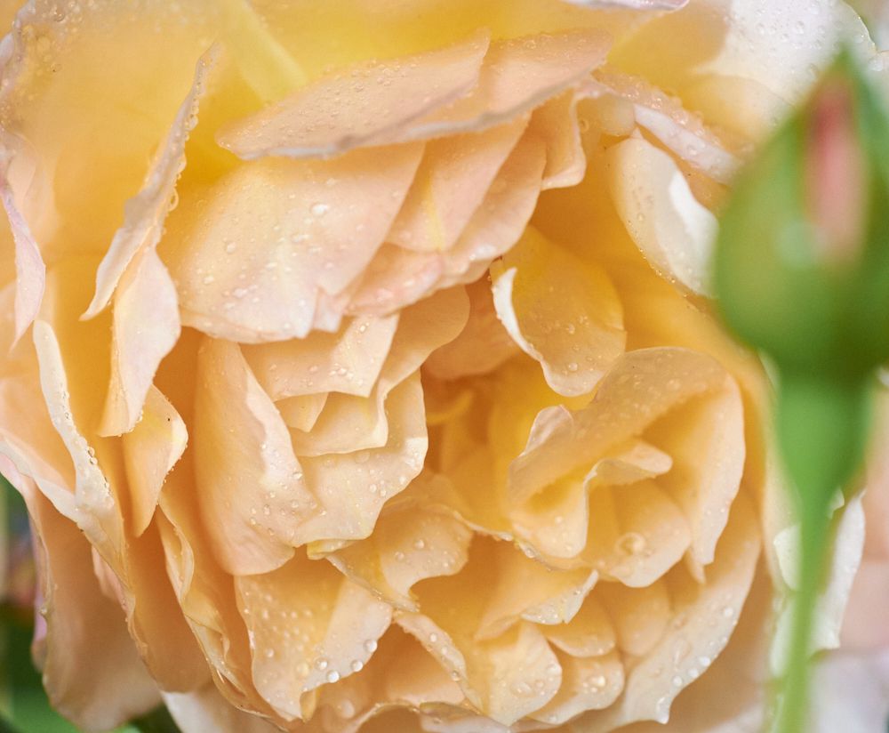 Rose Grace - Rosa Grace günstig kaufen