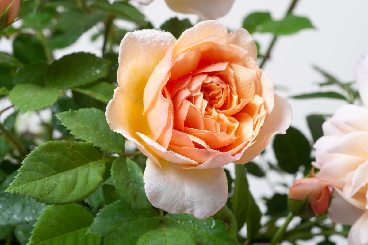 Rose Grace - Rosa Grace günstig kaufen