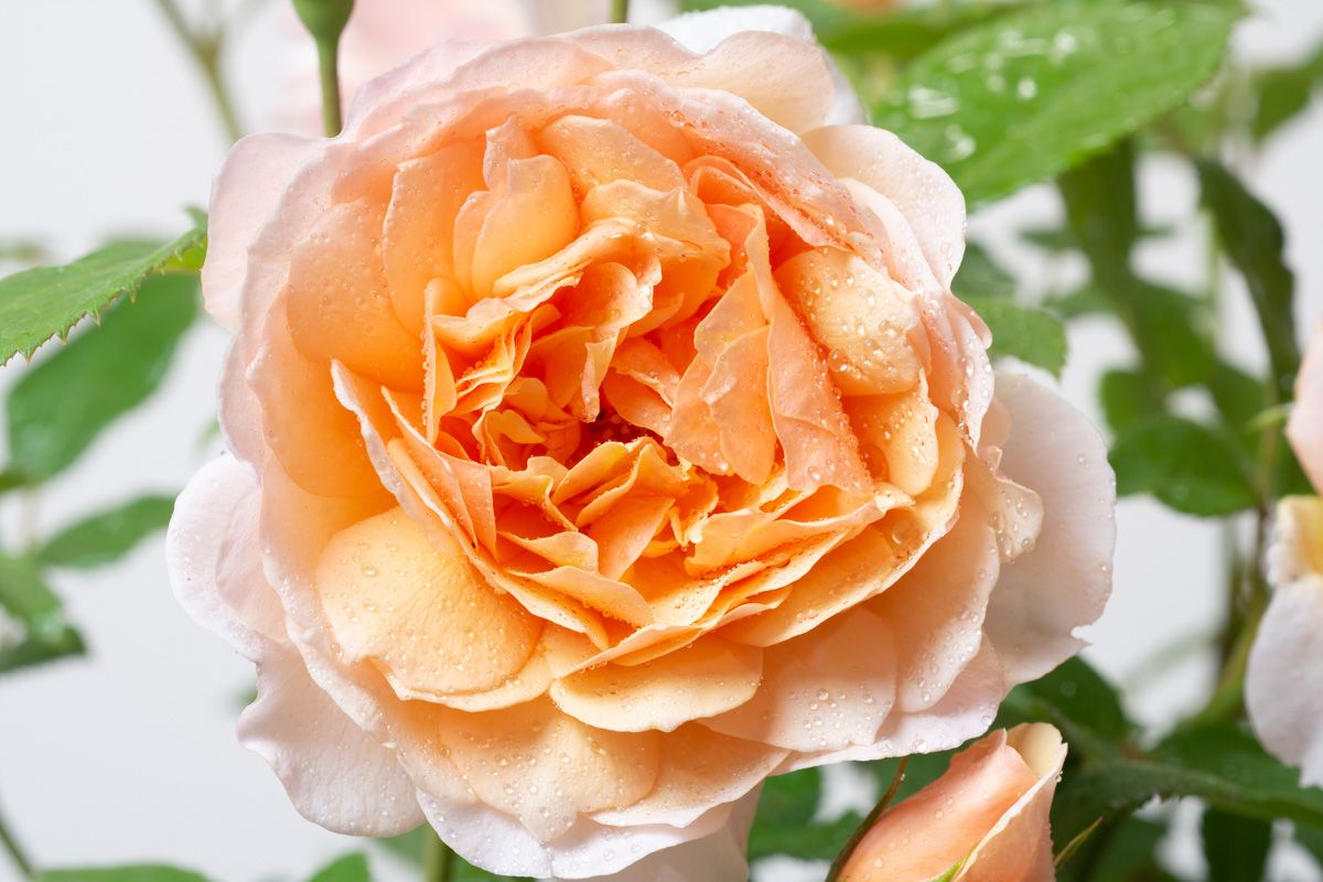 Rose Grace - Rosa Grace günstig kaufen