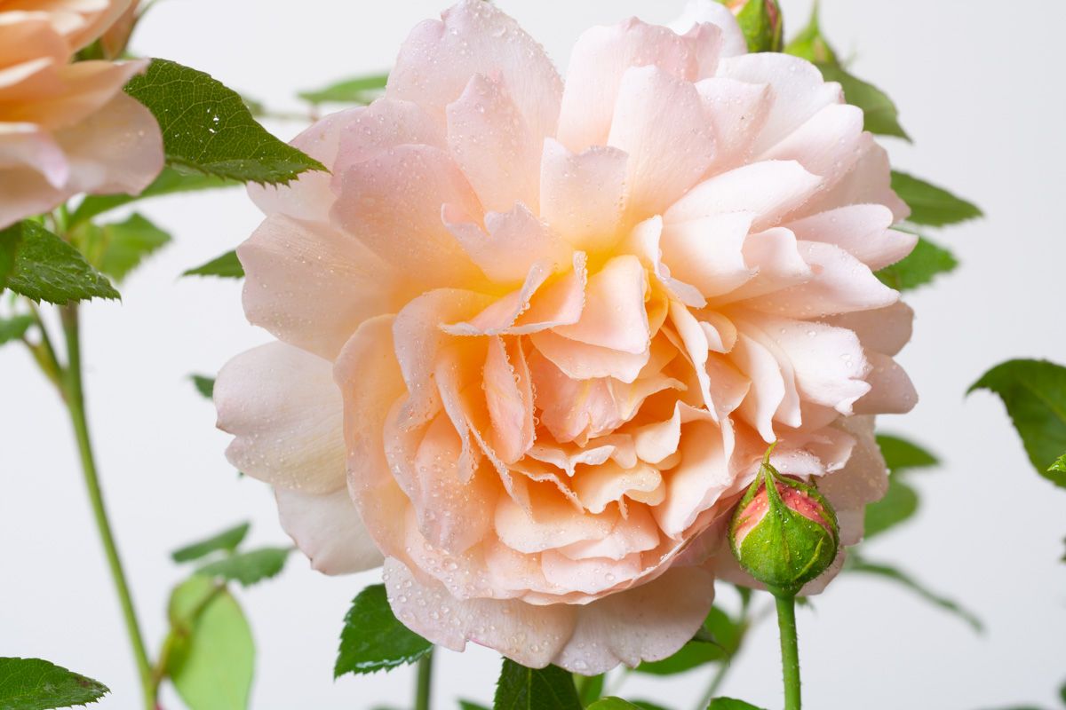 Rose Grace - Rosa Grace günstig kaufen