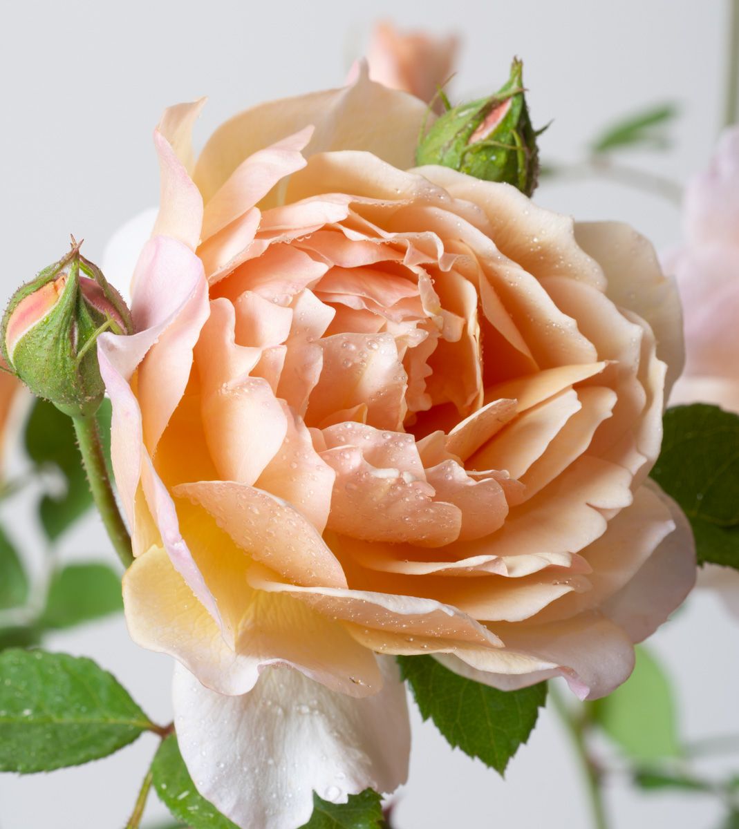 Rose Grace - Rosa Grace günstig kaufen