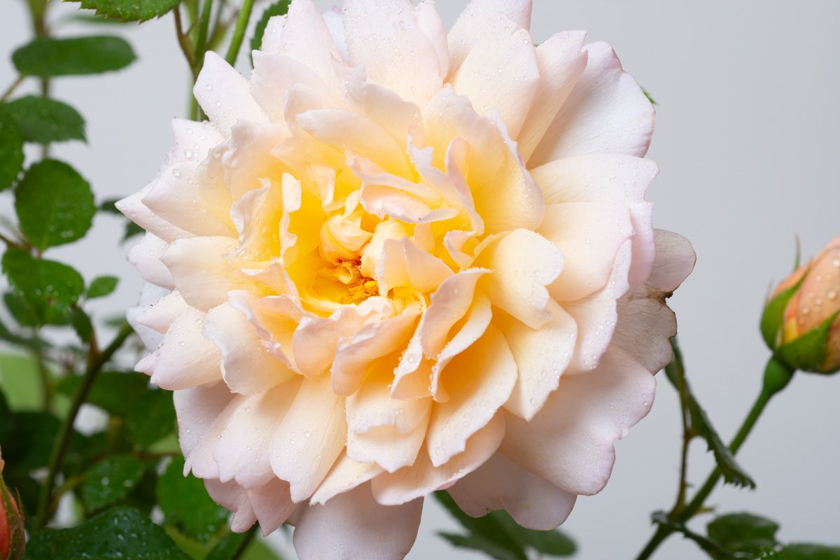 Rose Grace - Rosa Grace günstig kaufen