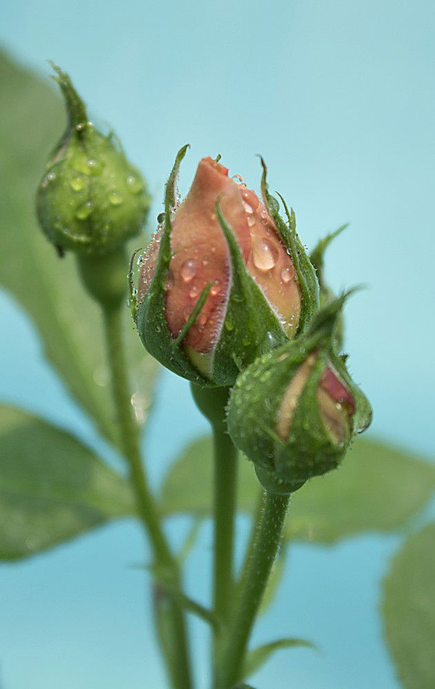 Rose Grace - Rosa Grace günstig kaufen