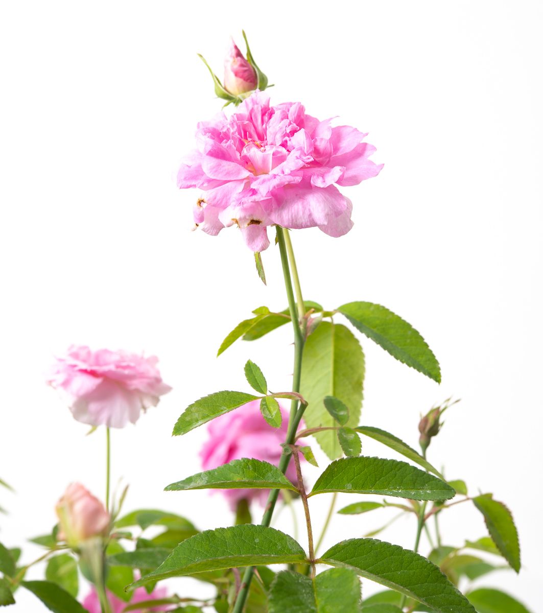 Strauchrose The Mayflower - Rosa The Mayflower günstig kaufen